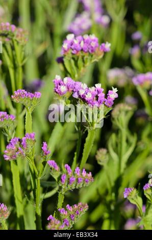 Wavyleaf sea-lavender (Limonium sinuatum), Plumbaginaceae Stock Photo ...