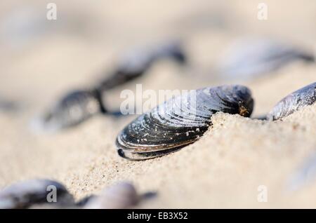 blue mussel / Mytilus edulis Stock Photo - Alamy