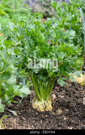 Celeriac, Apium graveolens var. rapaceum, Monarch, stem weeding around ...