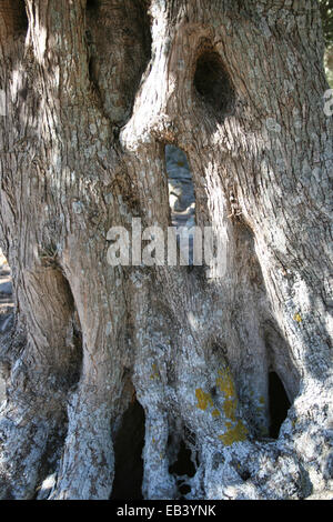 Hollow tree trunk plant bark in the shape of an abstract vaginal canal ...