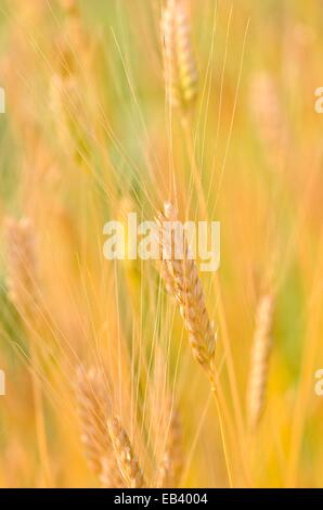 Einkorn wheat (Triticum monococcum Stock Photo - Alamy