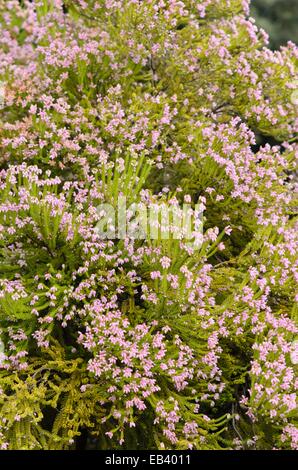Corsican heath (Erica terminalis) is a species of flowering plant in ...