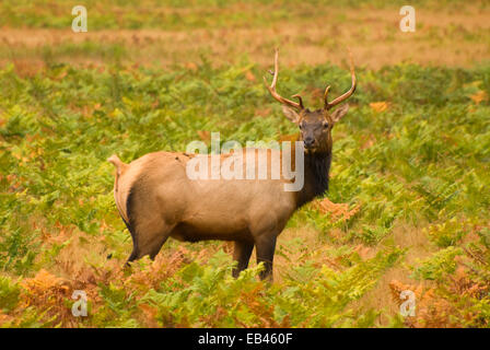 Roosevelt elk,Prairie Creek Redwoods State Park,California Stock Photo ...