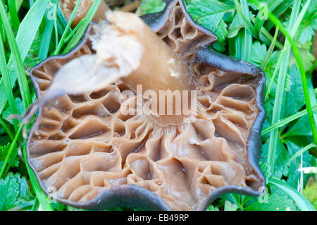 One of the Cavalier mushrooms, a grassland species taken at Cheshunt ...