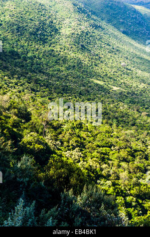 The green canopy of a lush rainforest covers the island of Waigeo, Raja ...