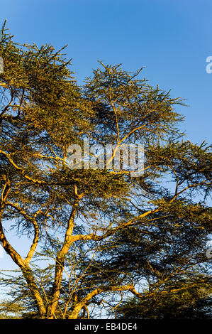 Forest of Yellow Fever Trees, Acacia xanthophloea, Kruger National Park ...