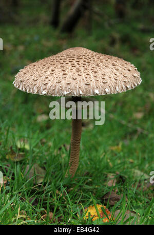 England, fungi, mushrooms, fungal species, fungal identification ...