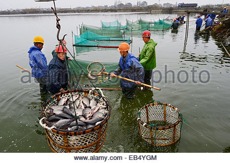Aquaculture workers harvest carp from a fish farm pond Stock Photo ...