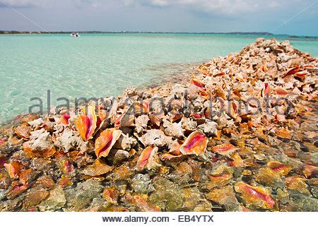 Queen Conch Shells discarded after their flesh was taken for human ...