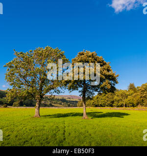 Trees at Hazel Brow Farm in the village of Low Row in Swaledale , North ...