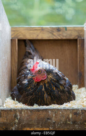 hen sitting on nest laying an egg Stock Photo - Alamy