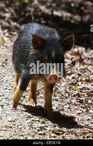 The feral pig (Sus scrofa) with young Alien species Anbangbang Kakadu ...