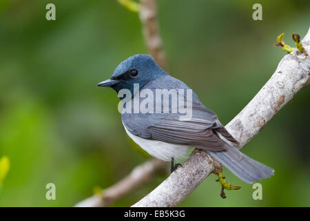 Leaden flycatcher (Myiagra rubecula, male) from the rainforest of ...