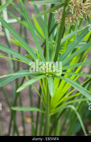 Cyperus involucratus or umbrella plant or umbrella sedge or dwarf ...