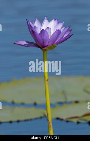 Blue Waterlily (Nymphaea violacea) flower Stock Photo - Alamy