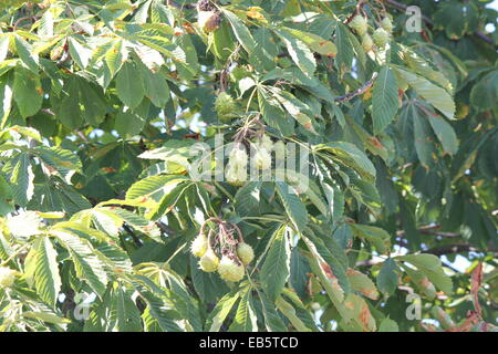 Chestnut’s still in their prickly casings, on a tree. The American ...