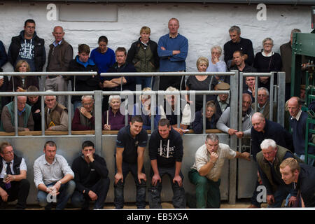 Farmers and members of the public watching the sheep competition at the ...