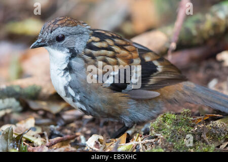 Australian Logrunner - male Orthonyx temminckii Lamington National Park ...