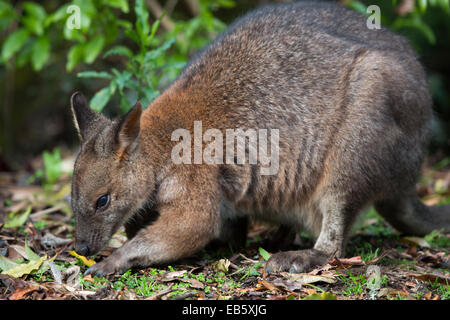 Red-necked pademelon (Thylogale thetis), Filander, Kangaroos ...