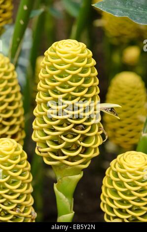 Beehive ginger plant (Zingiber spectabilis) over tropical background in ...
