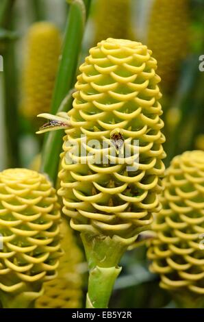 Beehive ginger plant (Zingiber spectabilis) over tropical background in ...
