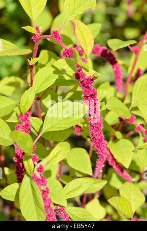 Love lies bleeding (Amaranthus caudatus 'Tower Red' Stock Photo - Alamy