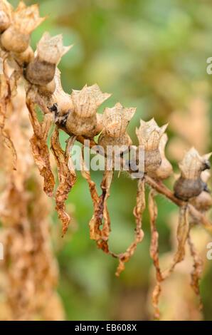 Black Henbane (Hyoscyamus niger), fruit and seeds, studio picture Stock ...