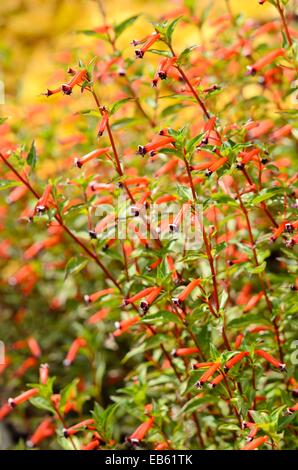 Cigar plant (Cuphea ignea Stock Photo - Alamy