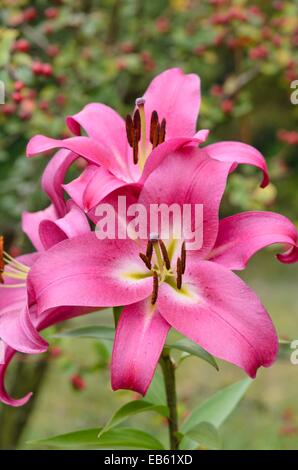 Trumpet lily, Hybrid, Lilium Pink Perfection, Flower, Close up, Pistils ...