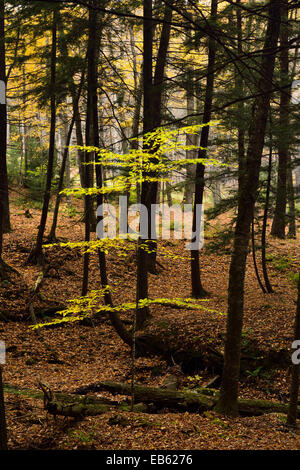 American Elm tree in fall foliage color, The Broadmoor, historic luxury ...