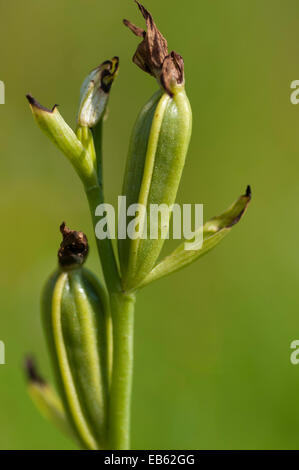 Bee orchid seed heads (Ophrys apifera Stock Photo - Alamy