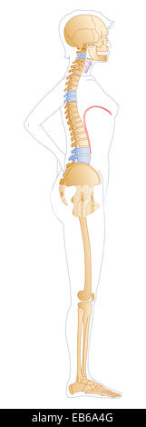 Spinal column, drawing Stock Photo - Alamy