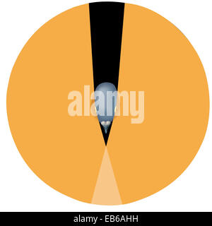 Pigeon anatomy, illustration Stock Photo - Alamy
