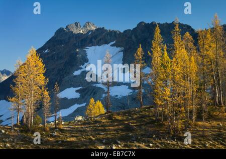 Subalpine Larch Larix lyallii and Corteo Peak, North Cascades ...