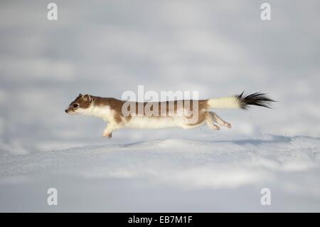 ermine, stoat (Mustela erminea), jumping over a meadow, Germany Stock ...