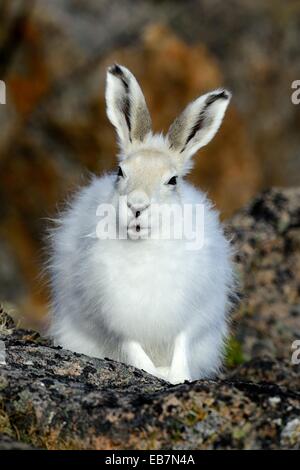 Arctic hare sitting in tundra Lepus arcticus Ellemere Island Nunavut ...