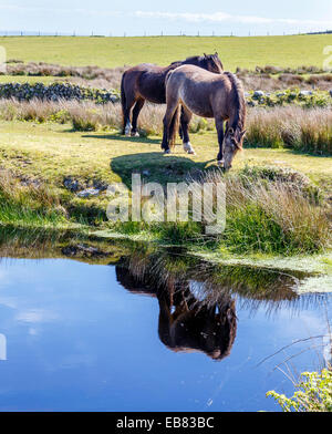 Lundy Island Ponies Stock Photo - Alamy