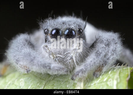 Dead jumping spider. Image taken at Kampung Skudup, Sarawak, Malaysia ...