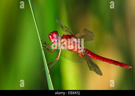 Scarlet Dragonfly - Crocothemis erythraea, Crete Stock Photo - Alamy