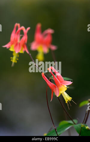 Wild Canadian columbine, Aquilegia canadensis, growing in the Cascade ...