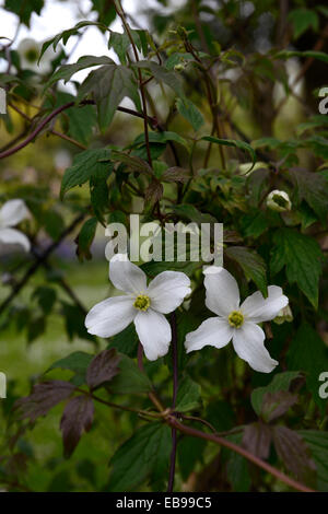 clematis montana var sericea syn spooneri flowers blooms blossoms group ...
