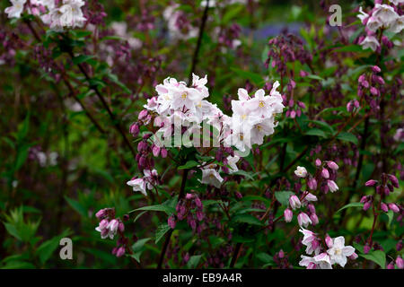 deutzia x rosea var eximia deutzias summer closeup white pink flowering ...