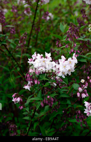 deutzia x rosea var eximia deutzias summer closeup white pink flowering ...