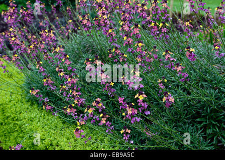 erysimum mutabile yellow pink wallflowers spring bedding flower ...