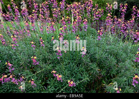 Erysimum Mutabile. Wallflowers Stock Photo - Alamy