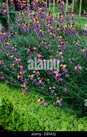 erysimum mutabile yellow pink wallflowers spring bedding flower ...