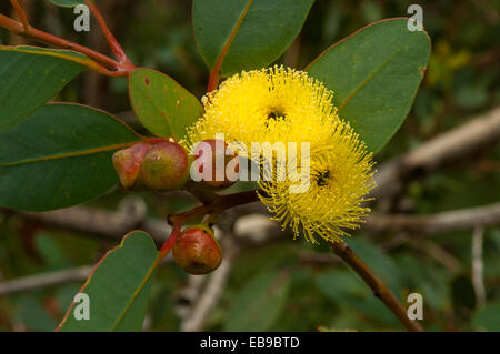 Flower Mallee Tree, Australia Stock Photo - Alamy