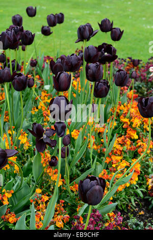 tulipa queen of the night wallflower orange bedder Erysimum Cheiranthus ...