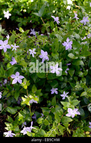 Purple Vinca minor or periwinkle blooms making a green flowered Stock ...