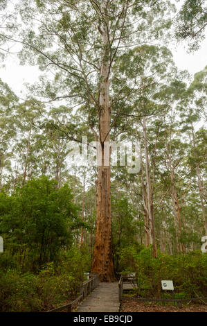 Gloucester Tree fire lookout climbing tree Pemberton Western Australia ...
